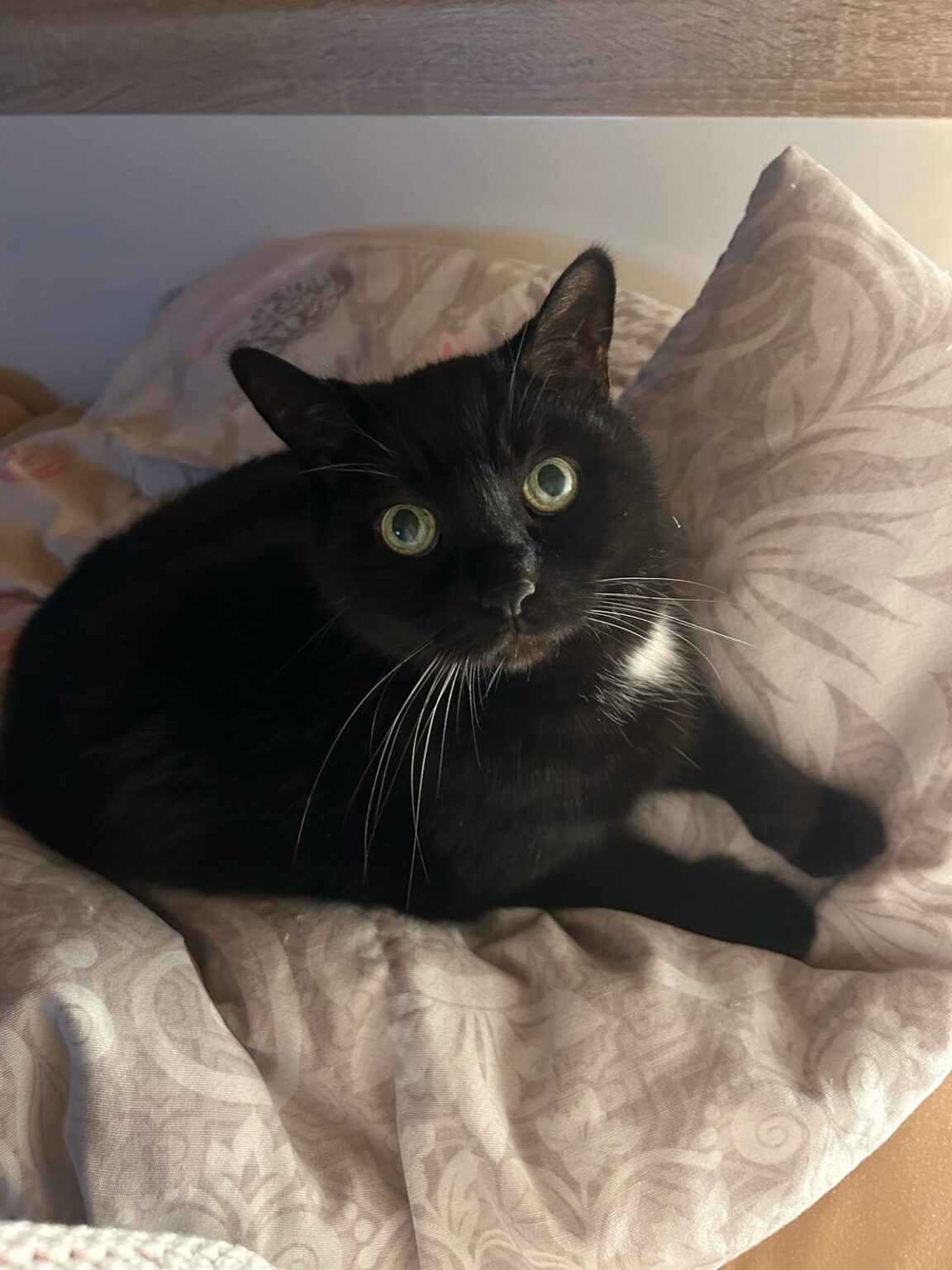 Start Spider - The best Webstart